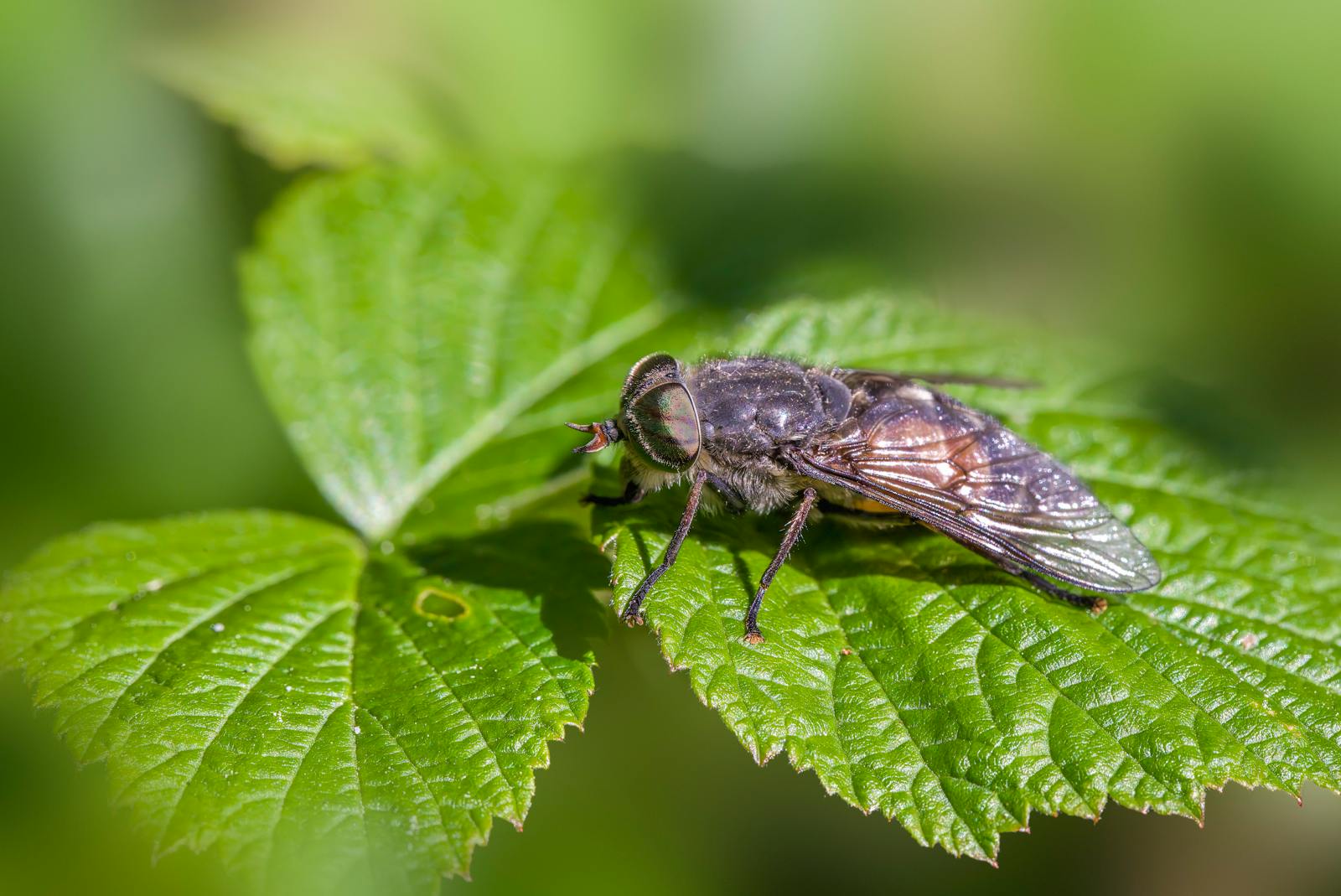 Bachelor of Science in Entomology | UP | UniApplyForMe